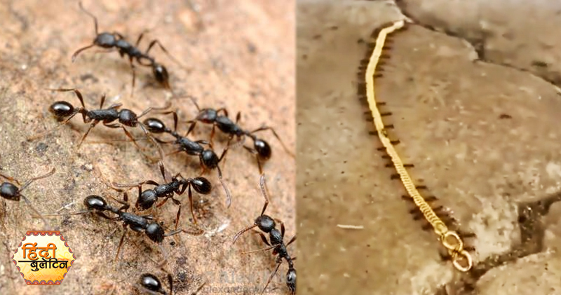 लुटेरी चींटियां: सोने की चेन पर मारा हाथ, घसीटते हुए अपने साथ ले गई ...